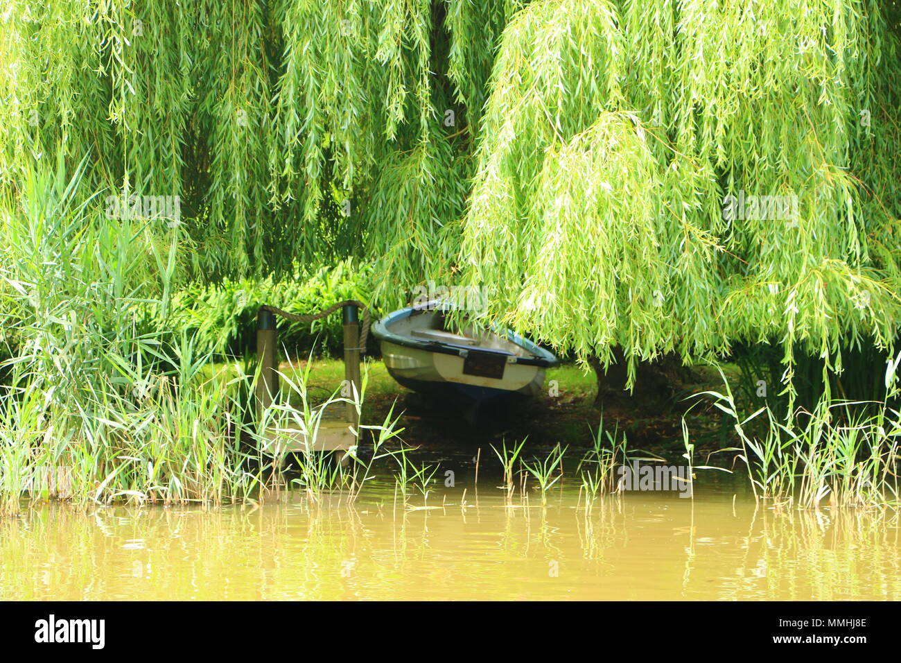 Moored rowing boat under a willow tree Stock Photo - Alamy