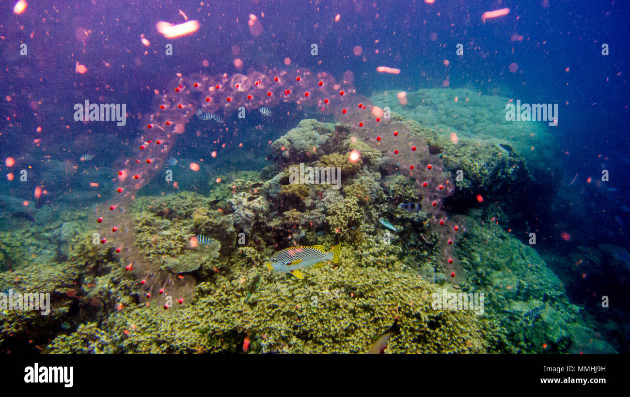 scuba diving great barrier reef, an amazing experience Stock Photo - Alamy