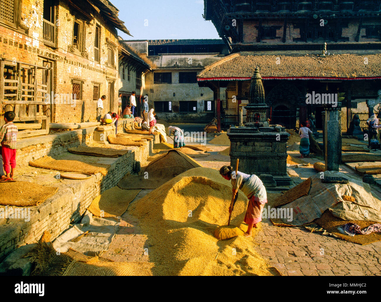 Nepal rice harvest drying work woman hi-res stock photography and ...