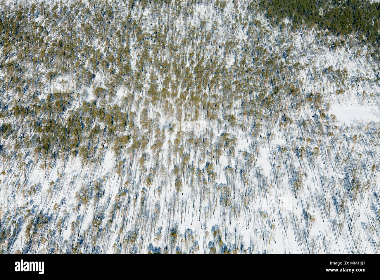 pine woodlands, top view Stock Photo - Alamy