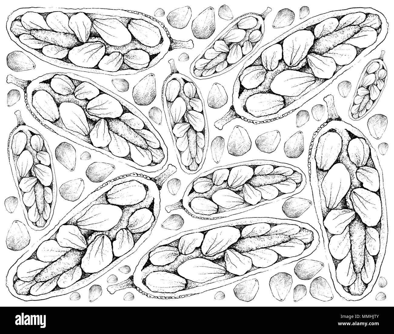 Tropical Fruit, Illustration Wallpaper of Hand Drawn Sketch Cempedak or ...