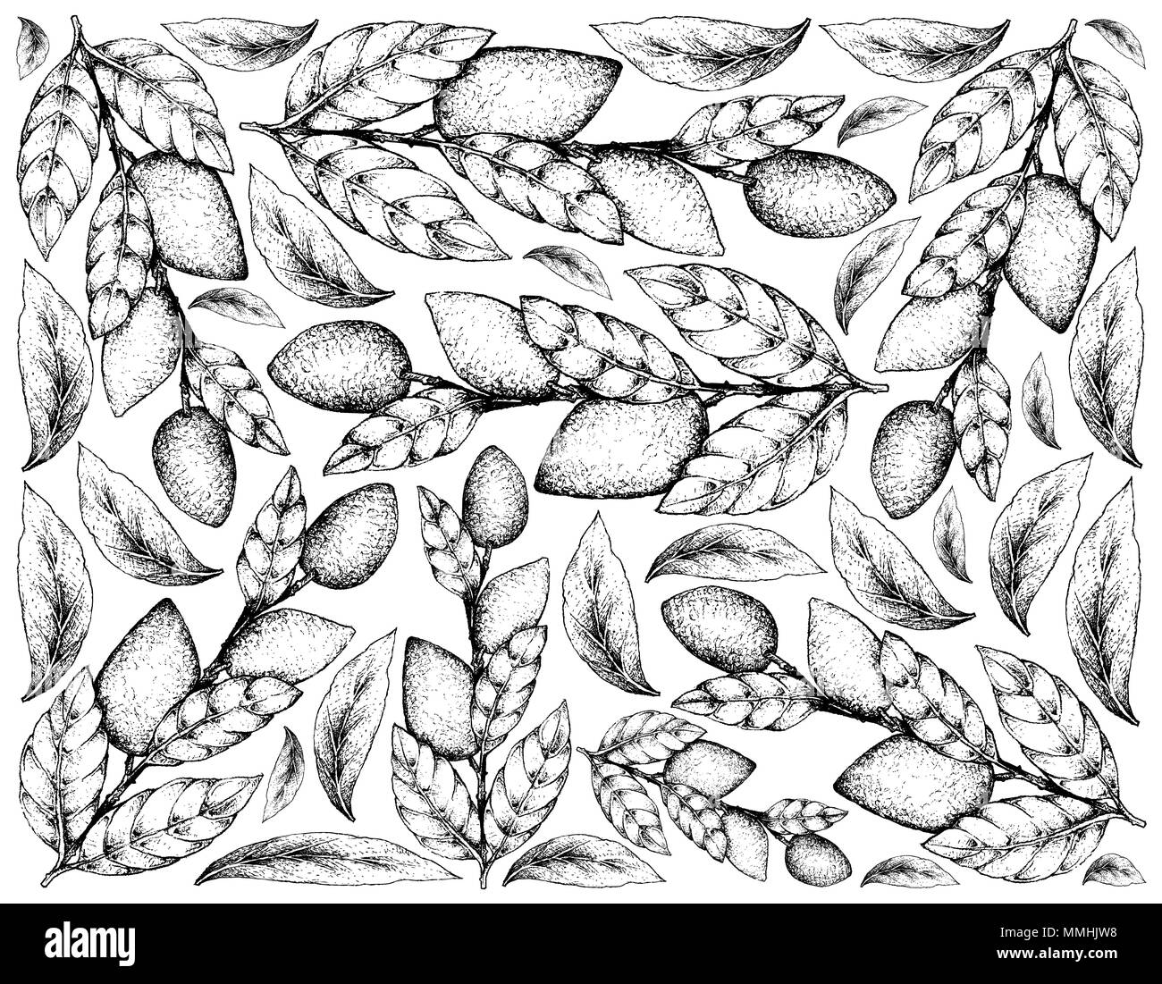 Tropical Fruits, Illustration Wallpaper of Hand Drawn Sketch Wampee or ...