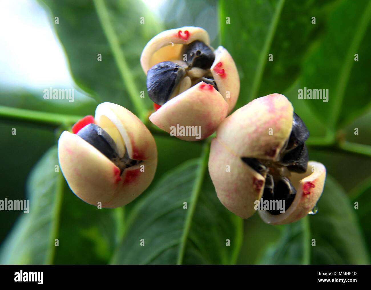 Japan batu plant hi-res stock photography and images - Alamy