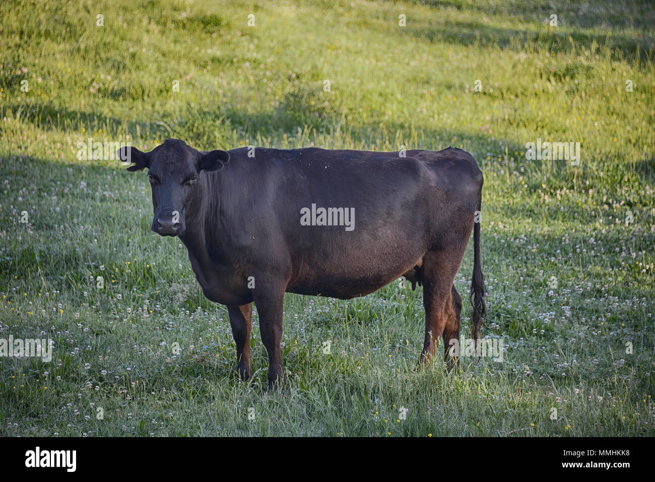Jessica the Cow smiles for the camera as she grazes her favorite clover ...