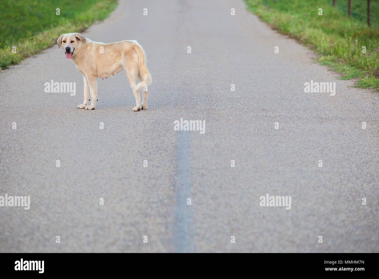 Mastiff dog in the middle of country road. Road safety concept Stock ...