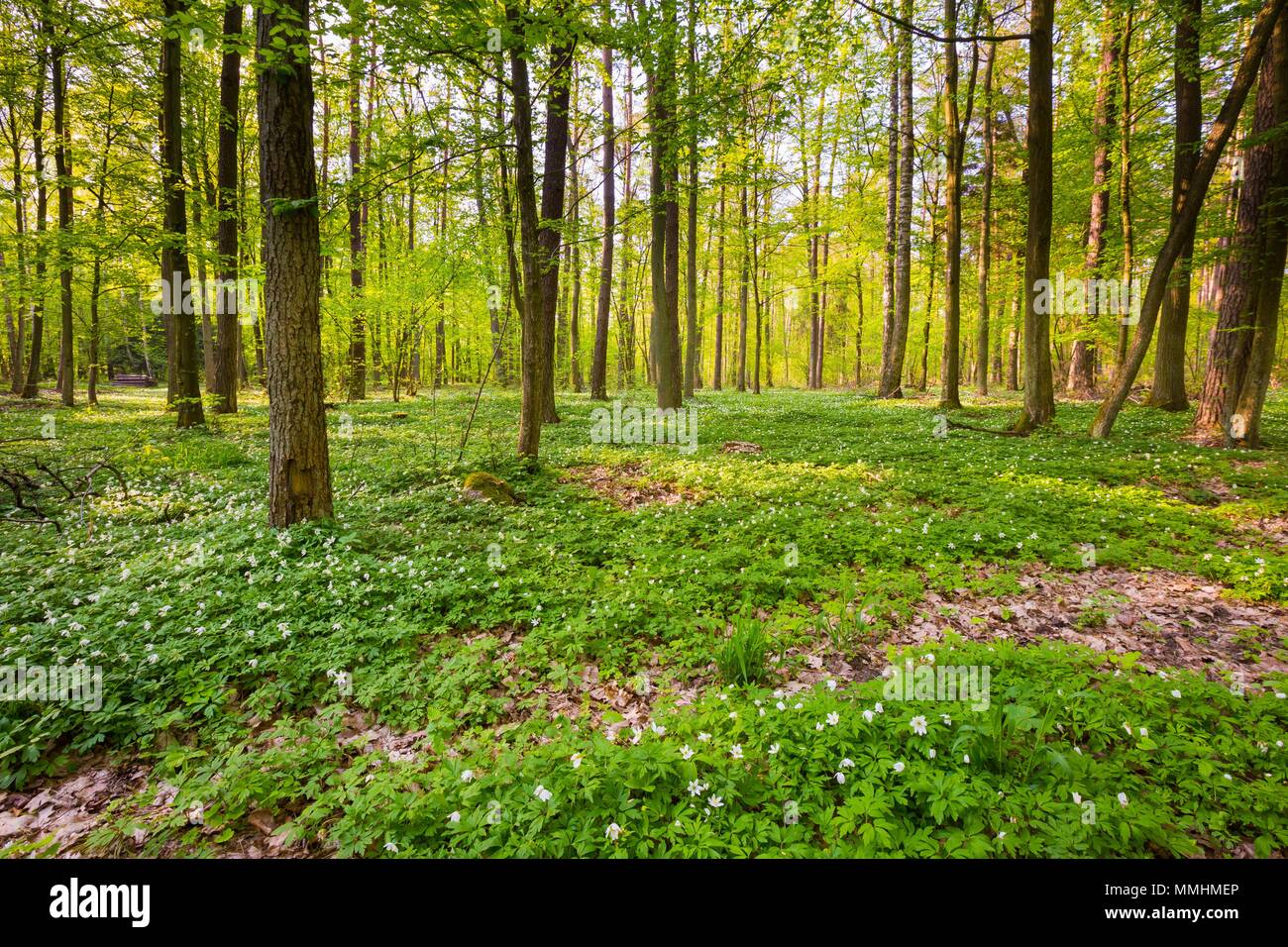 Spring forest landscape with blooming white anemones. Polish forest ...