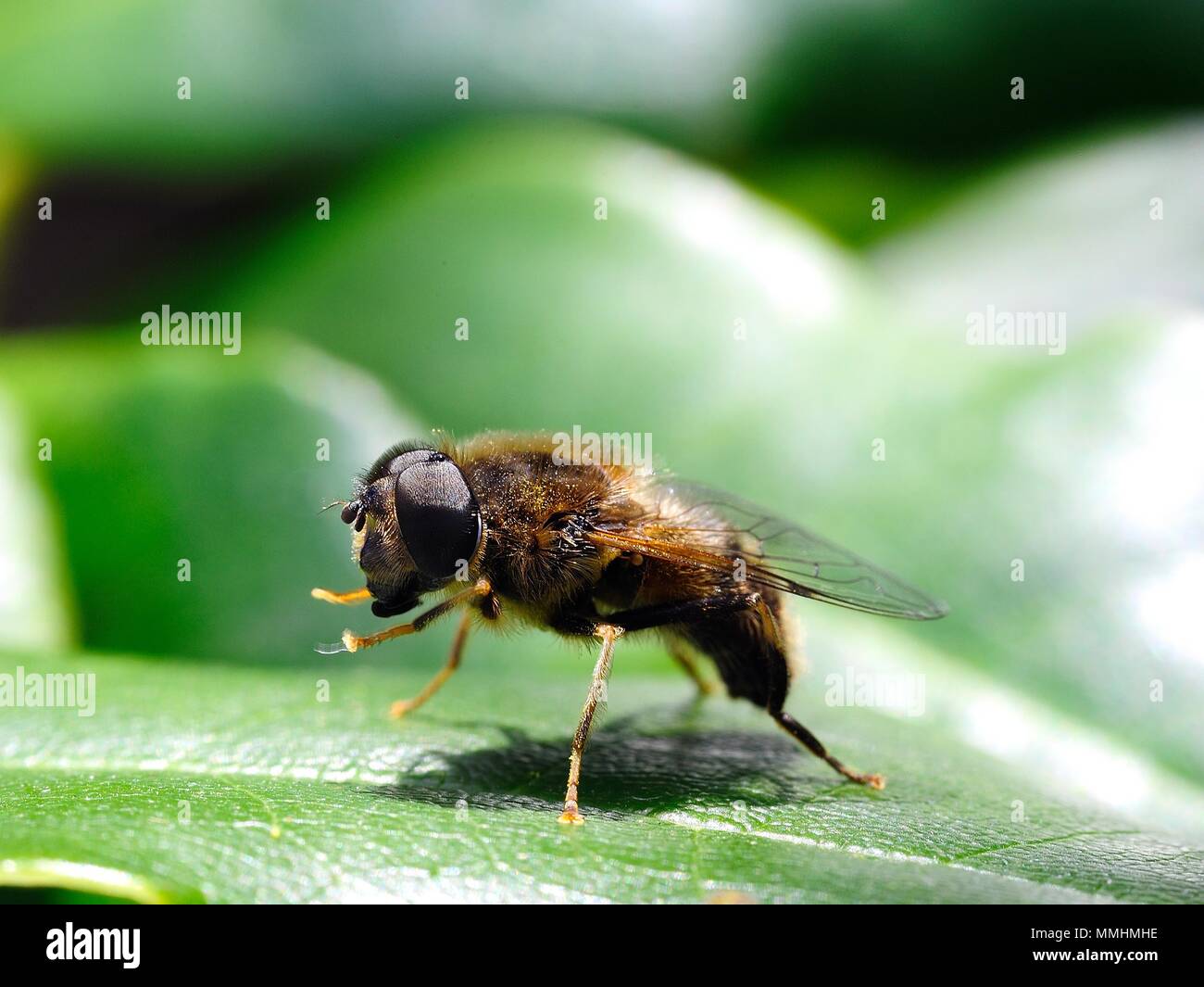 Wild Bee bathing in the sunshine Stock Photo - Alamy