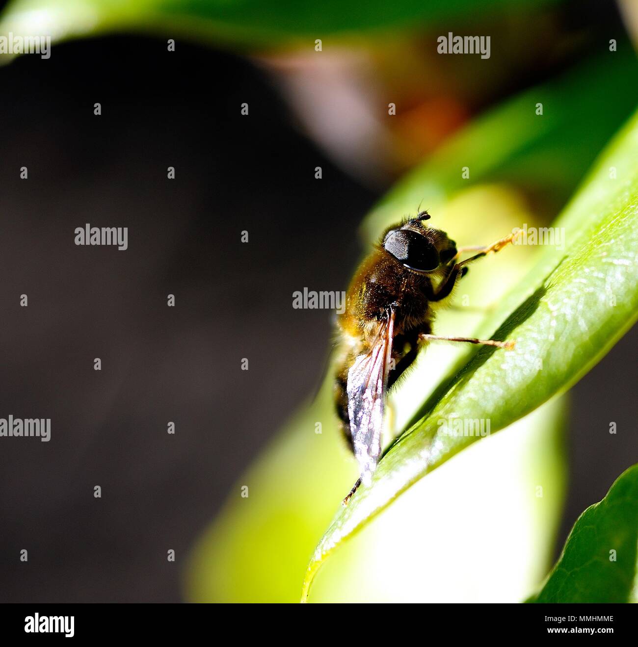Wild Bee bathing in the sunshine Stock Photo - Alamy