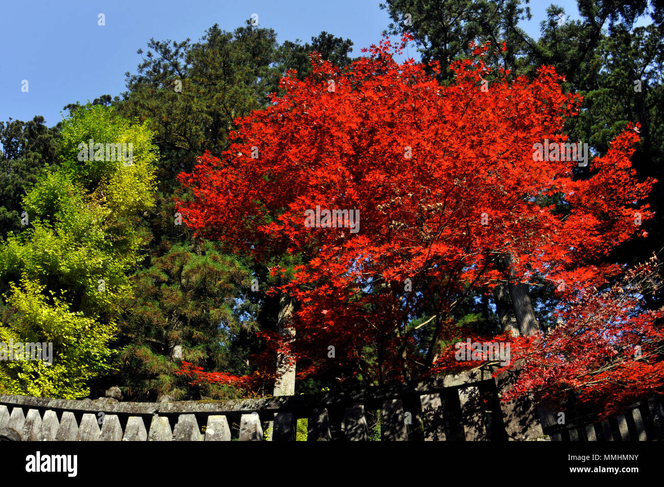 Fall colors in the Toshogu Temple, Nikko, Japan Stock Photo - Alamy