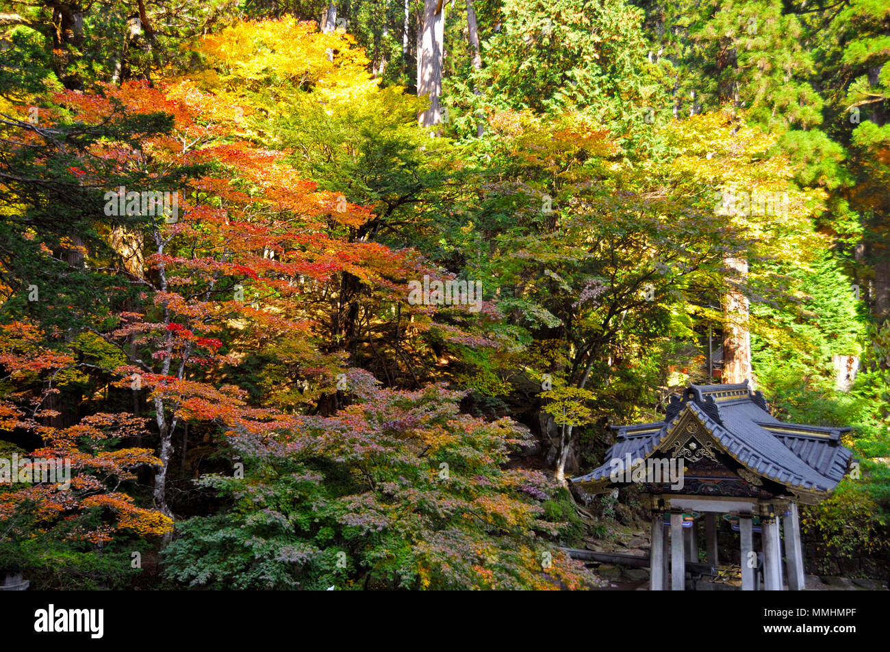 Fall colors in the Toshogu Temple, Nikko, Japan Stock Photo - Alamy
