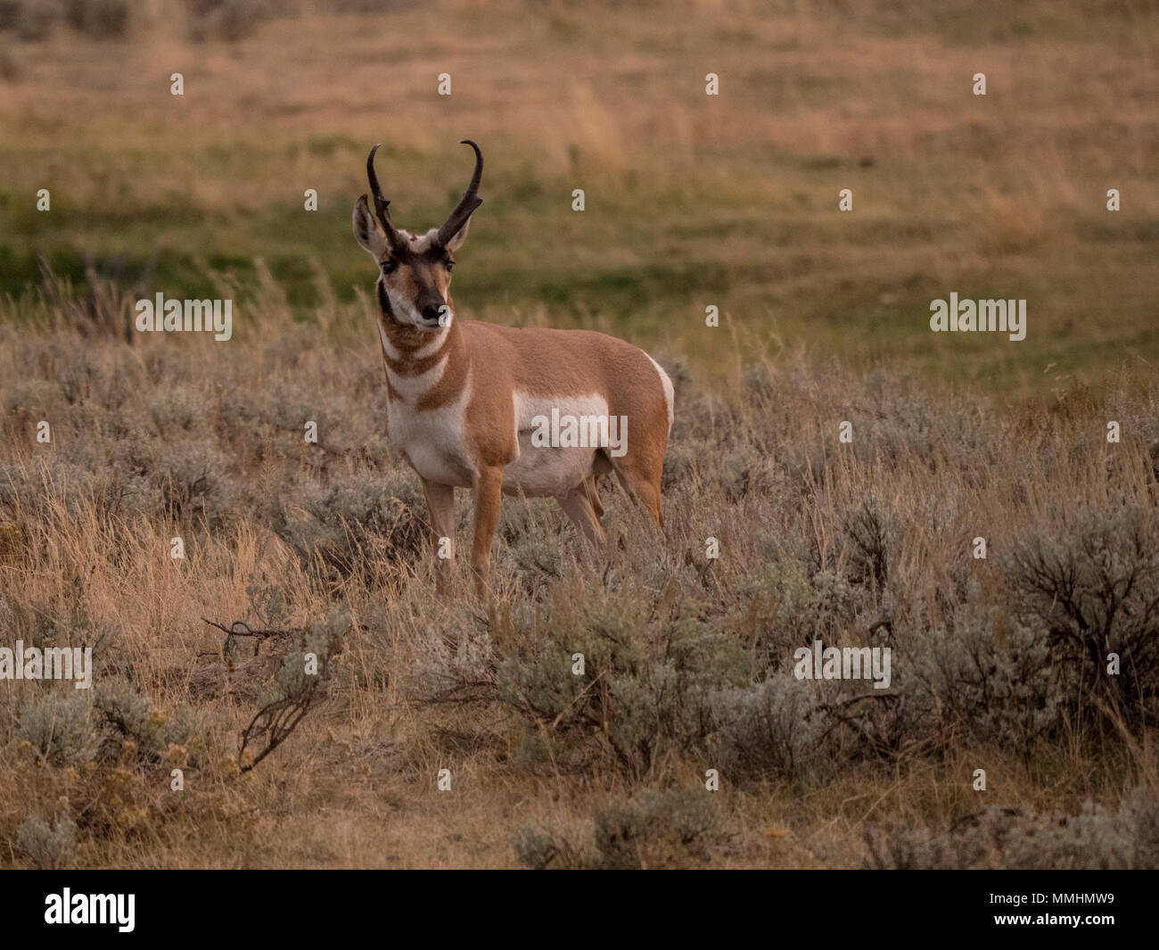 American antelope hi-res stock photography and images - Alamy