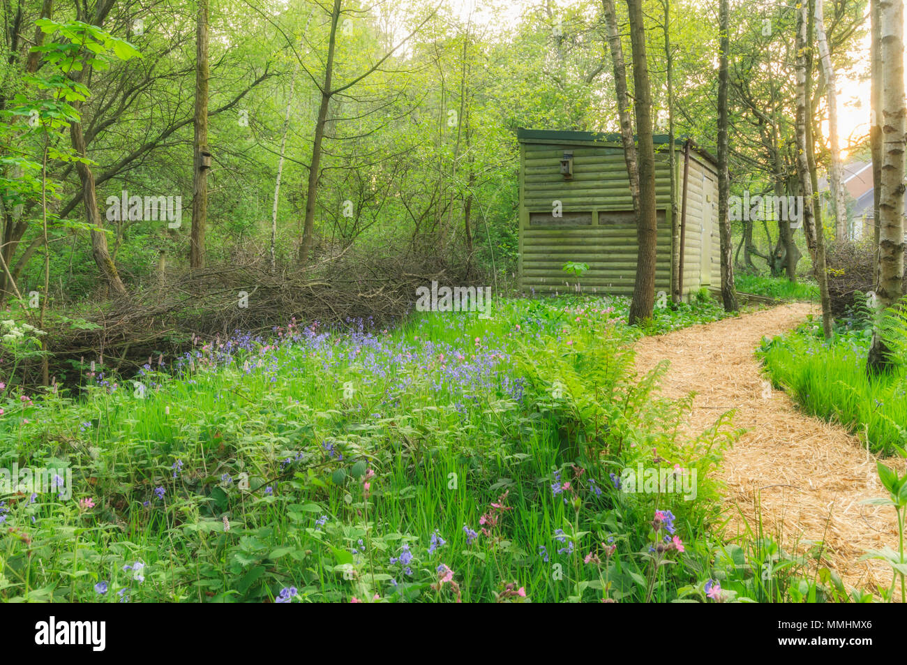 Log cabin and narrow pathway in the middle of woods Stock Photo - Alamy