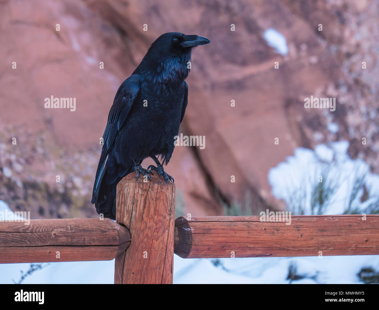 Raven sitting on snow hi-res stock photography and images - Alamy