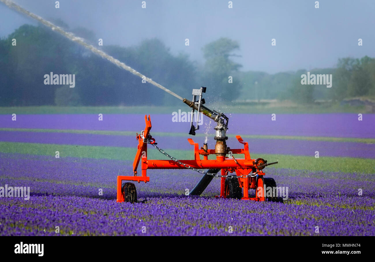 An agricultural sprinkler system irrigating a crop of flowers Stock ...