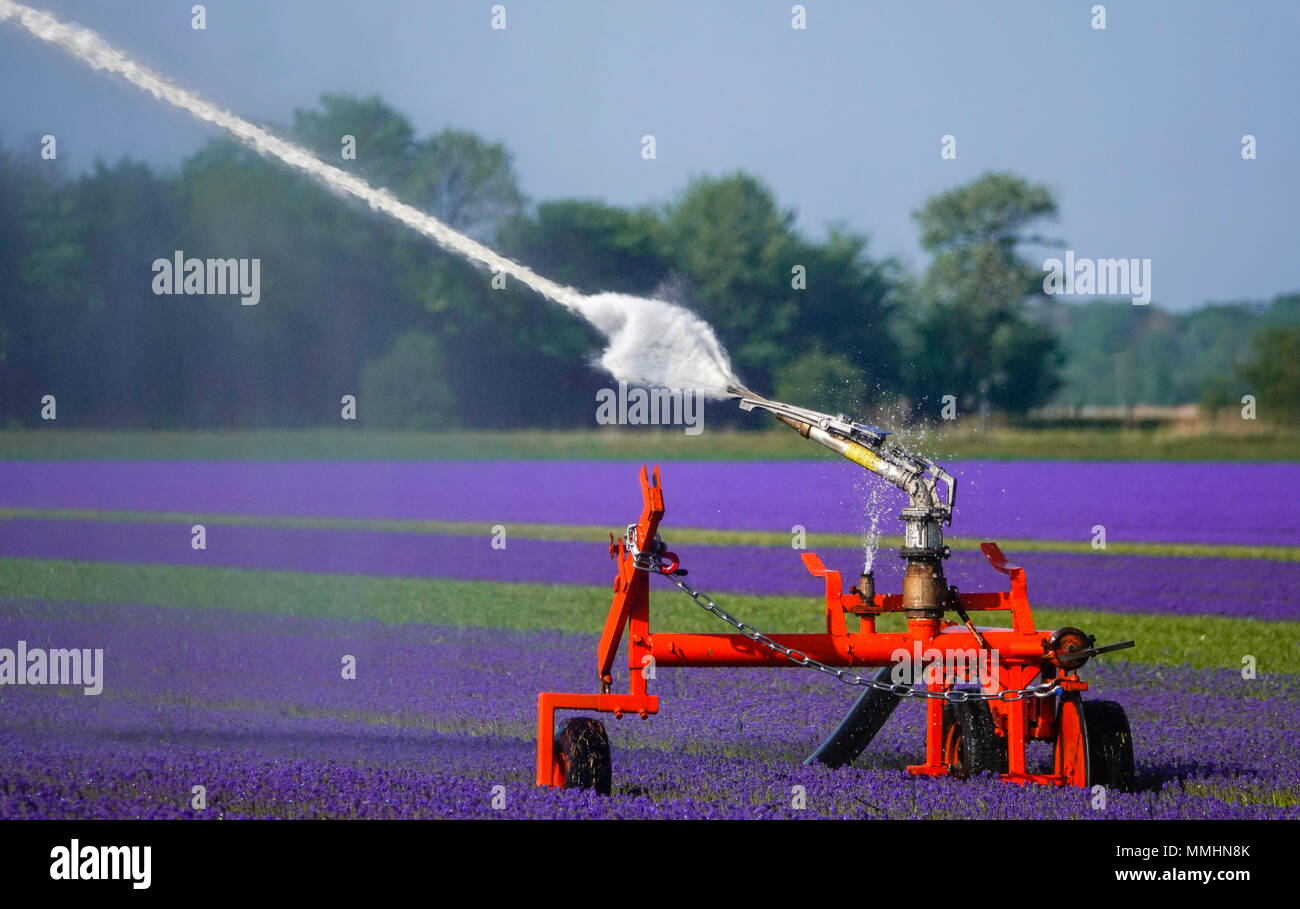 An agricultural sprinkler system irrigating a crop of flowers Stock ...