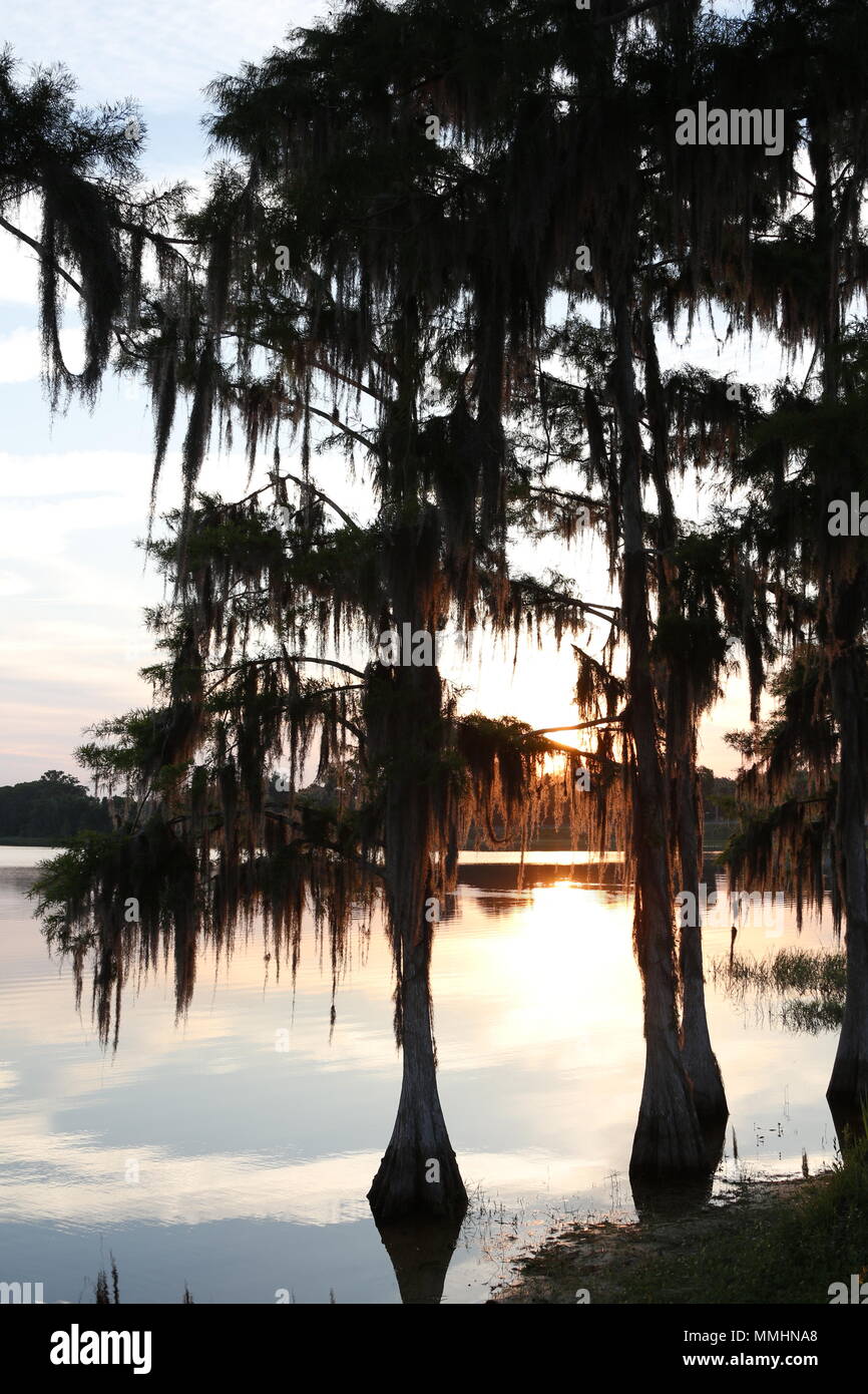 Cypress trees draped with Spanish Moss at sunrise Lake Henderson ...