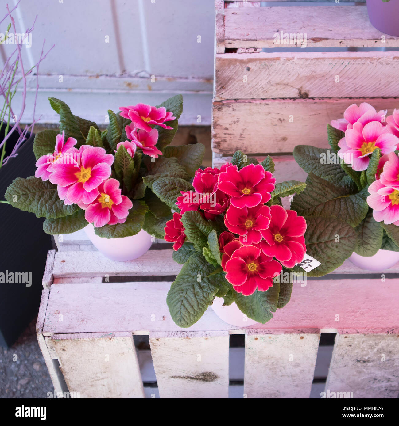 Spring container primrose hi-res stock photography and images - Alamy