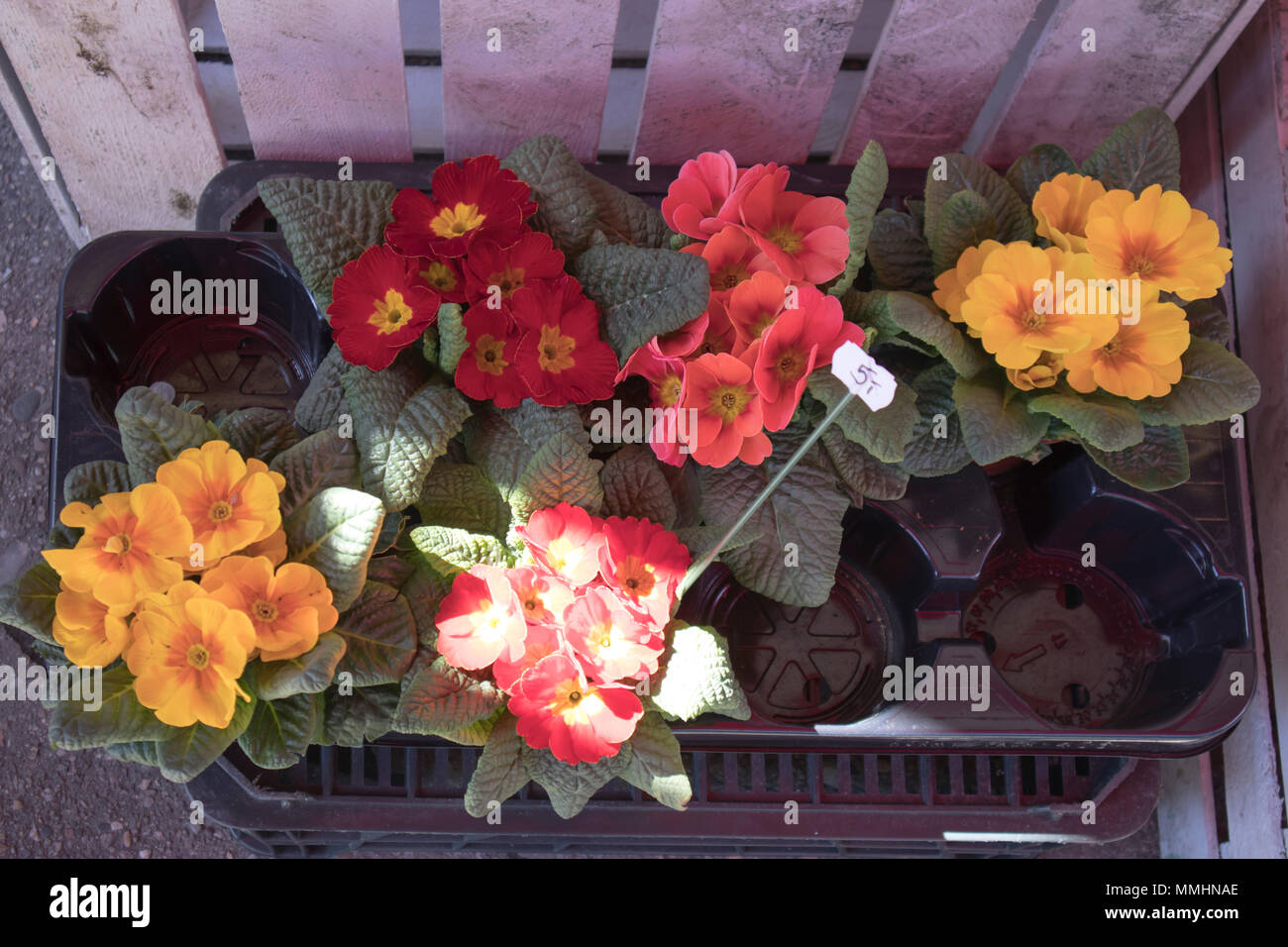 Spring container primrose hi-res stock photography and images - Alamy