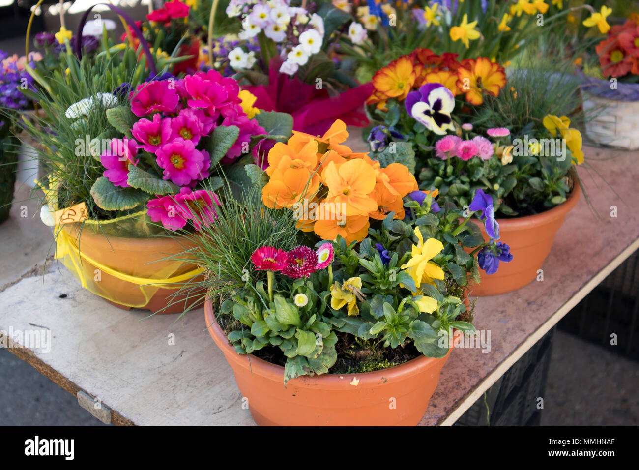 Spring container primrose hi-res stock photography and images - Alamy