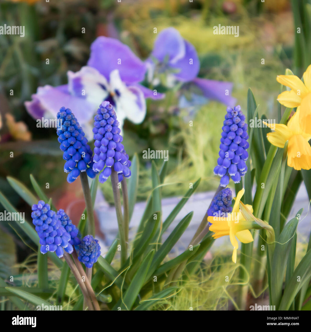 Grape Hyacinth - Muscari armeniacum with Horned Violets - Viola cornuta ...