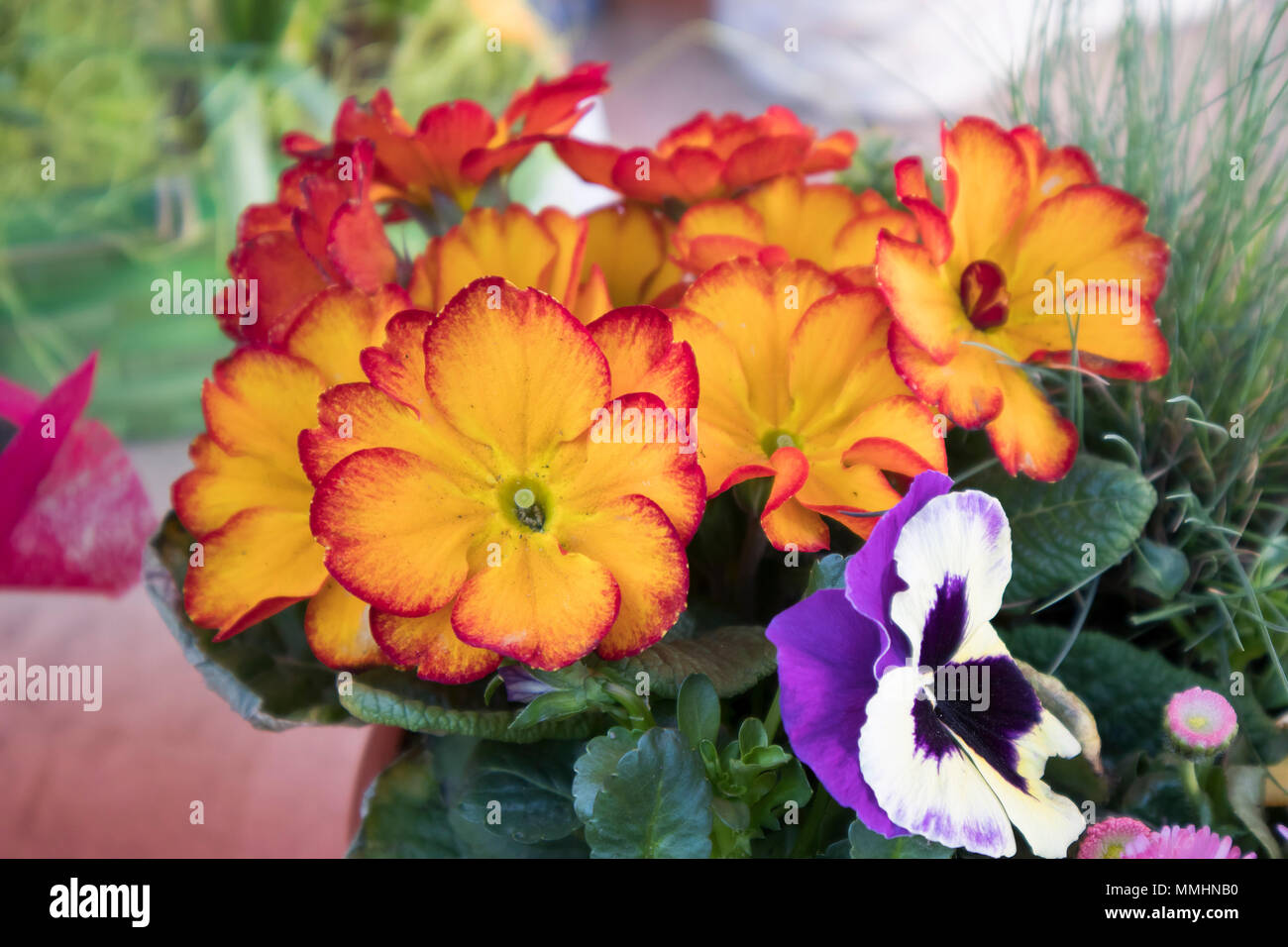 Spring container primrose hi-res stock photography and images - Alamy