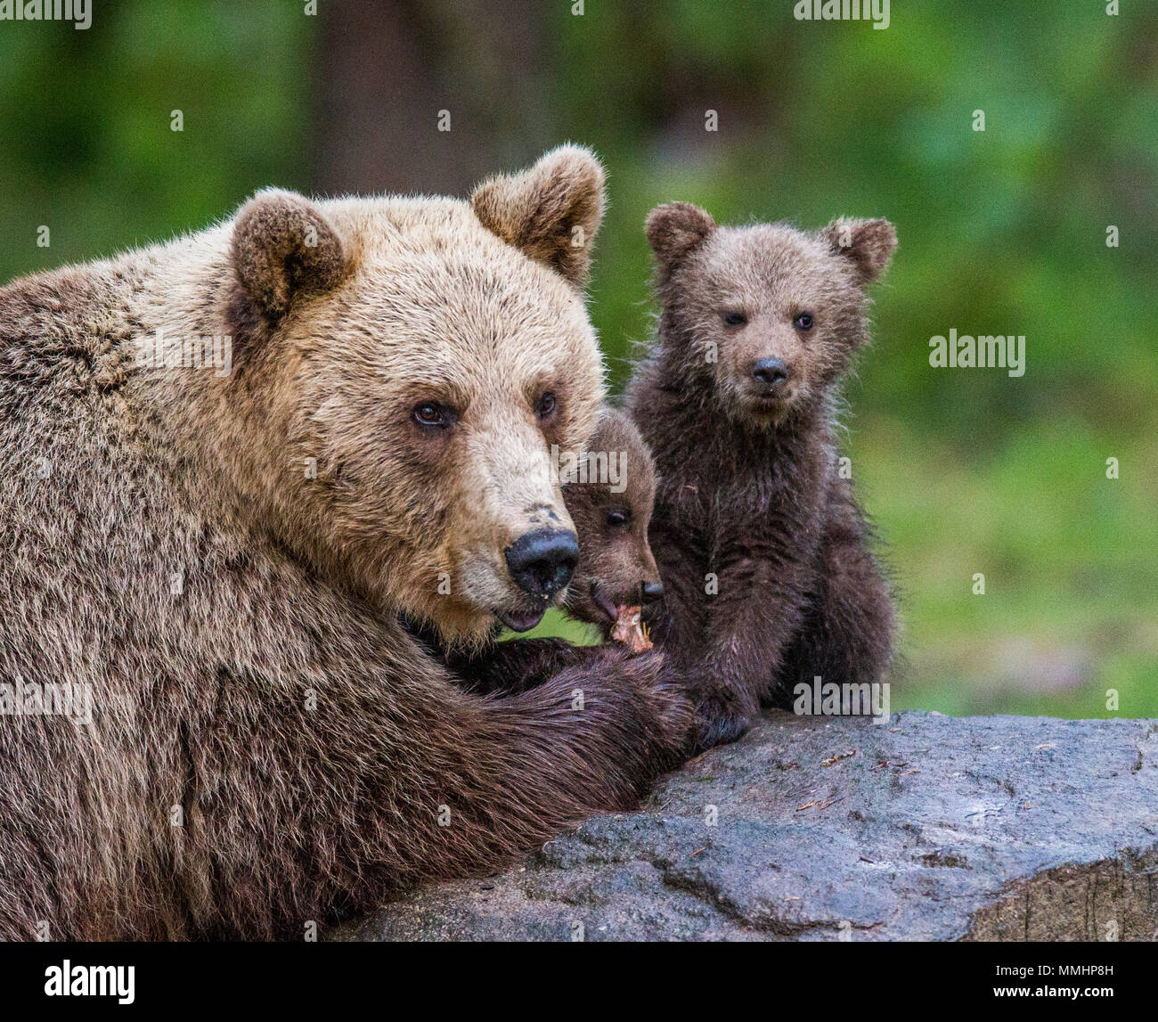 Brown bear cubs in den hi-res stock photography and images - Alamy