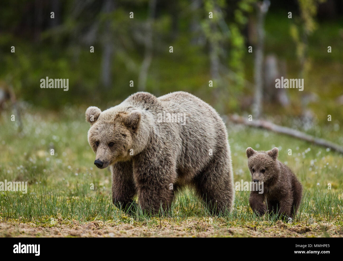 She-bear with a cub in a clearing among the white flowers on the forest ...