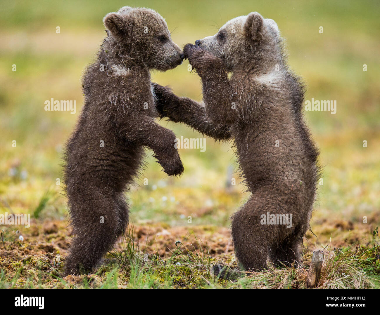 Two cubs play with each other. Summer. Finland Stock Photo - Alamy