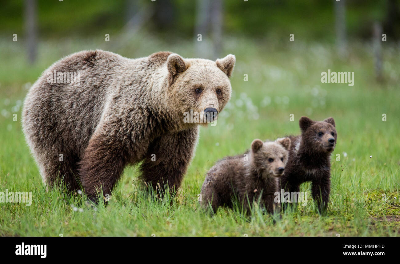 Brown bear cubs in den hi-res stock photography and images - Alamy