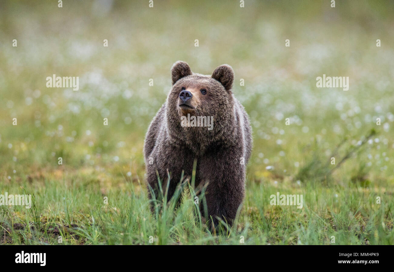 White bear forest hi-res stock photography and images - Alamy