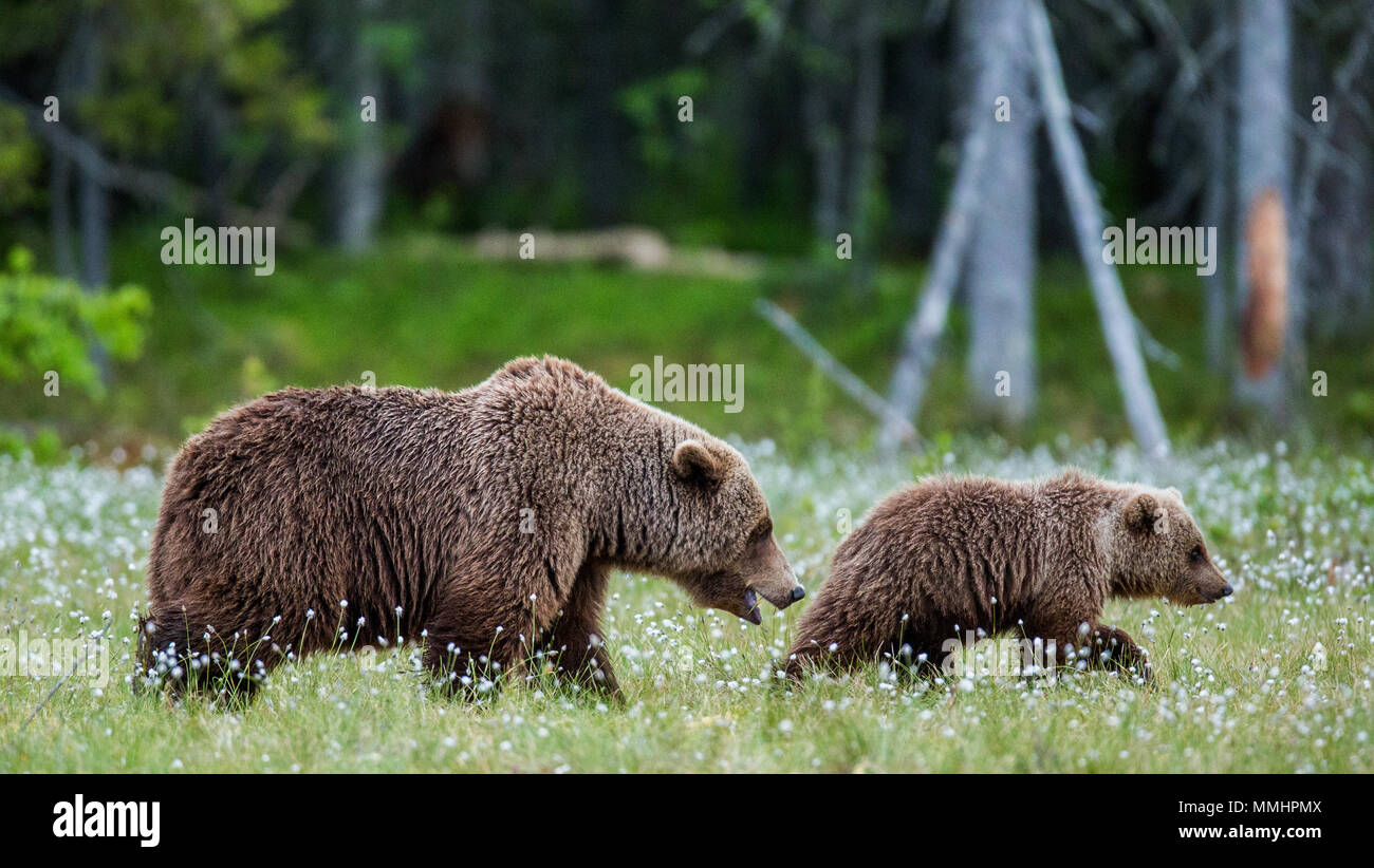 She-bear with a cub in a clearing among the white flowers on the forest ...