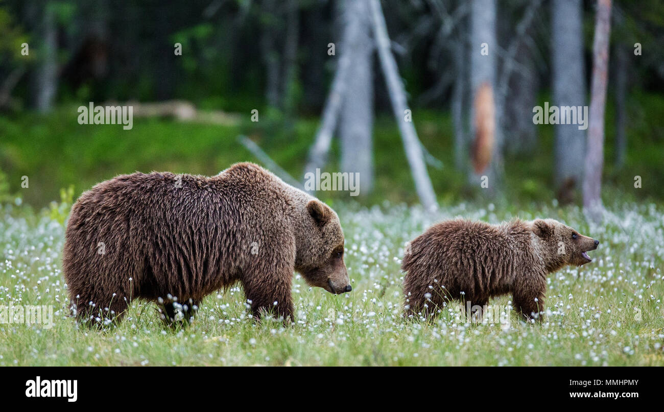 She-bear with a cub in a clearing among the white flowers on the forest ...