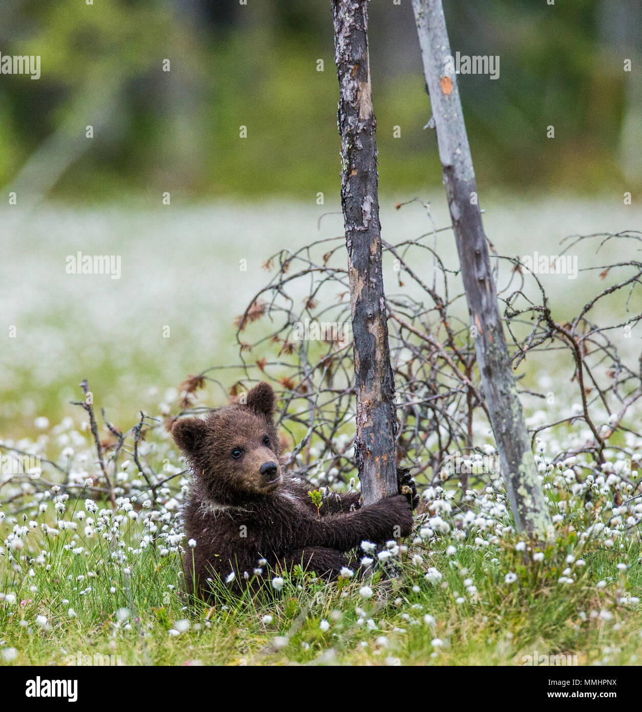Brown bear cub finland hi-res stock photography and images - Alamy