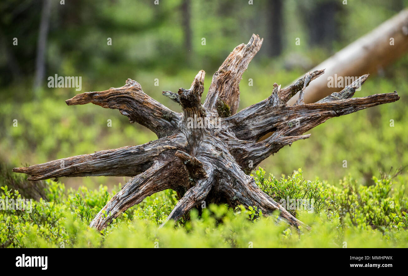 Bear root hi-res stock photography and images - Alamy
