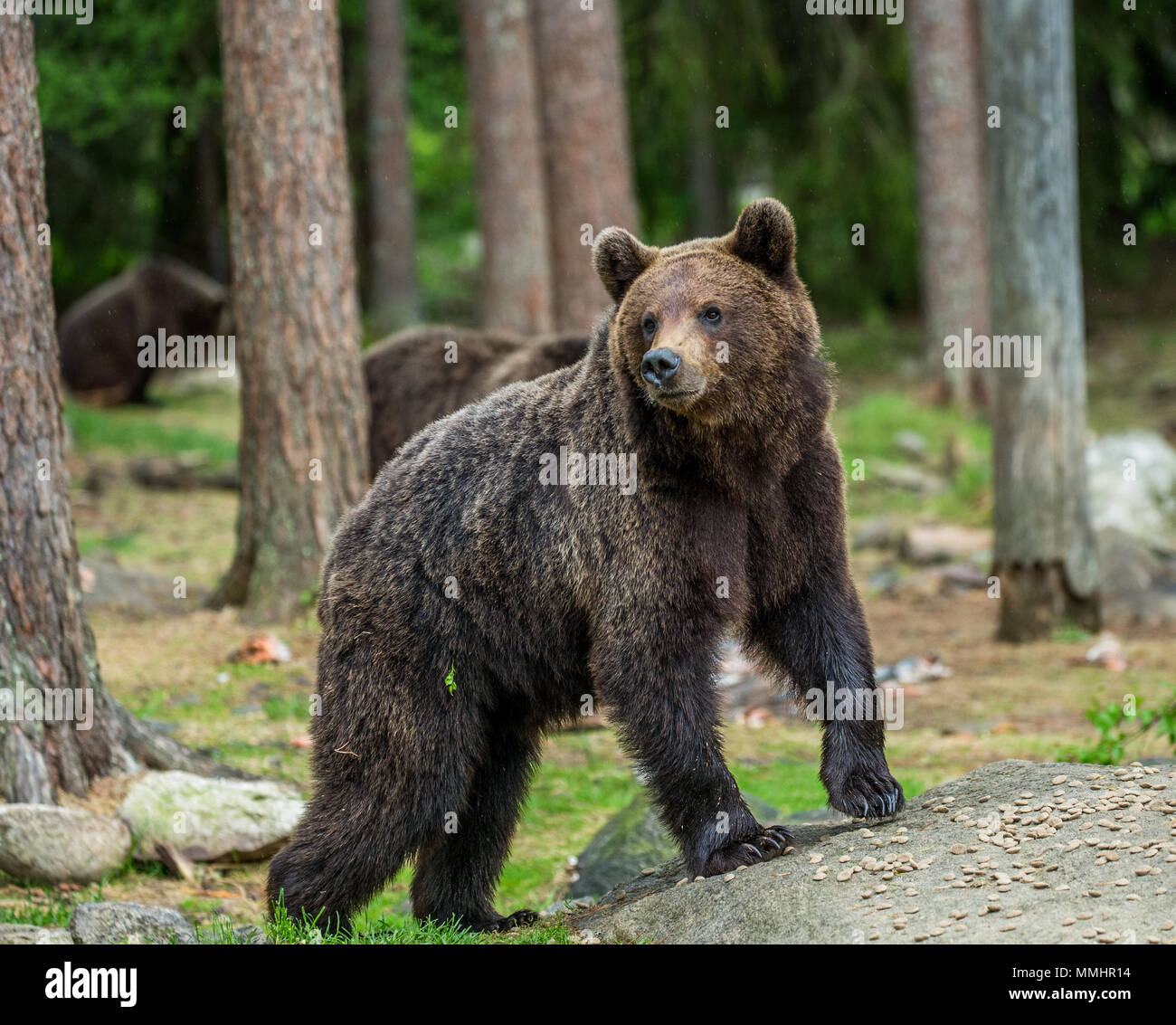 Bear stands hi-res stock photography and images - Alamy