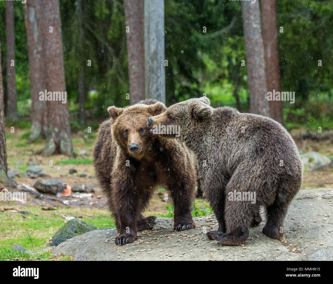 Bear stands hi-res stock photography and images - Alamy