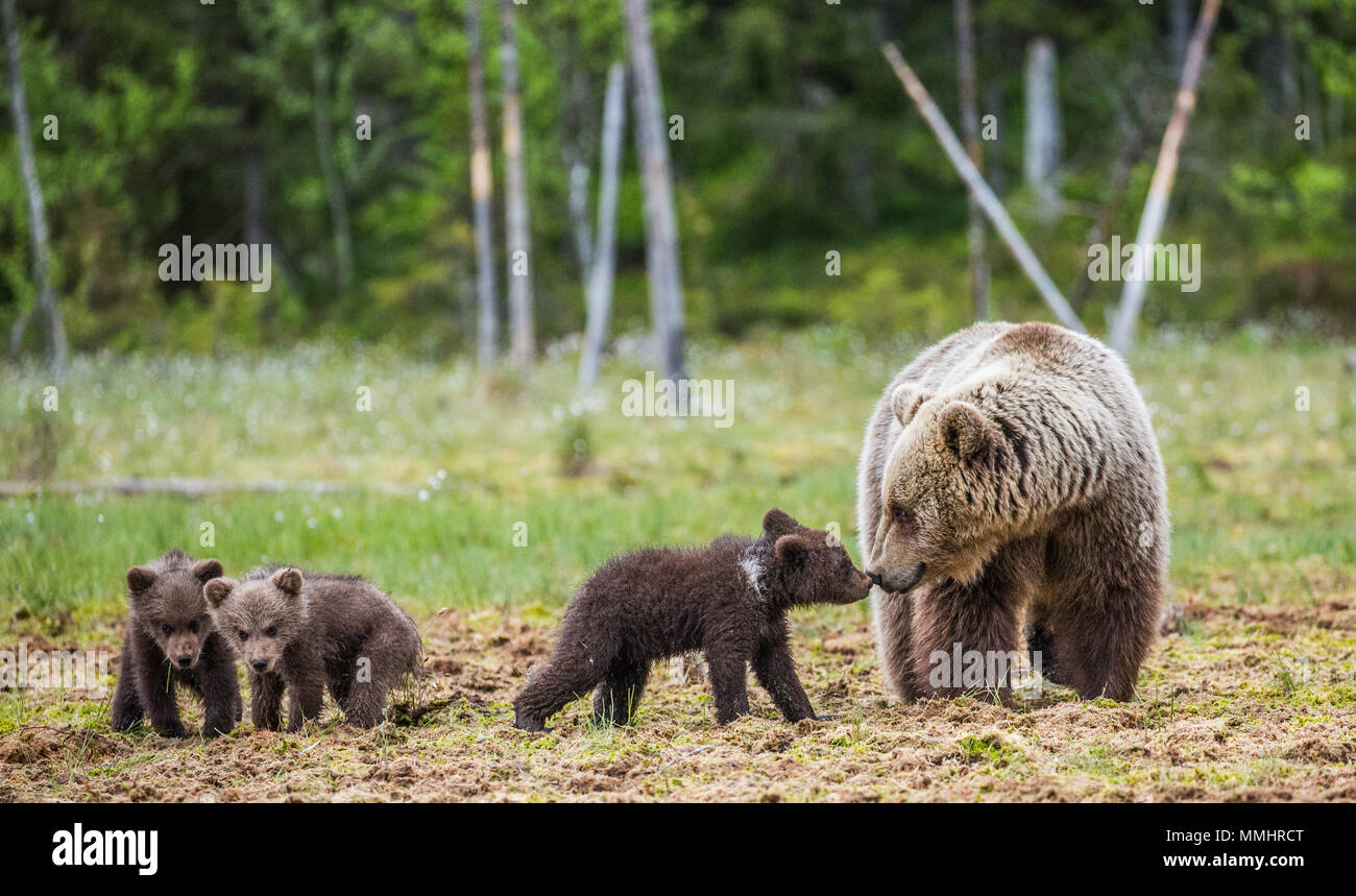 She-bear with cubs in the forest. Summer. Finland Stock Photo - Alamy
