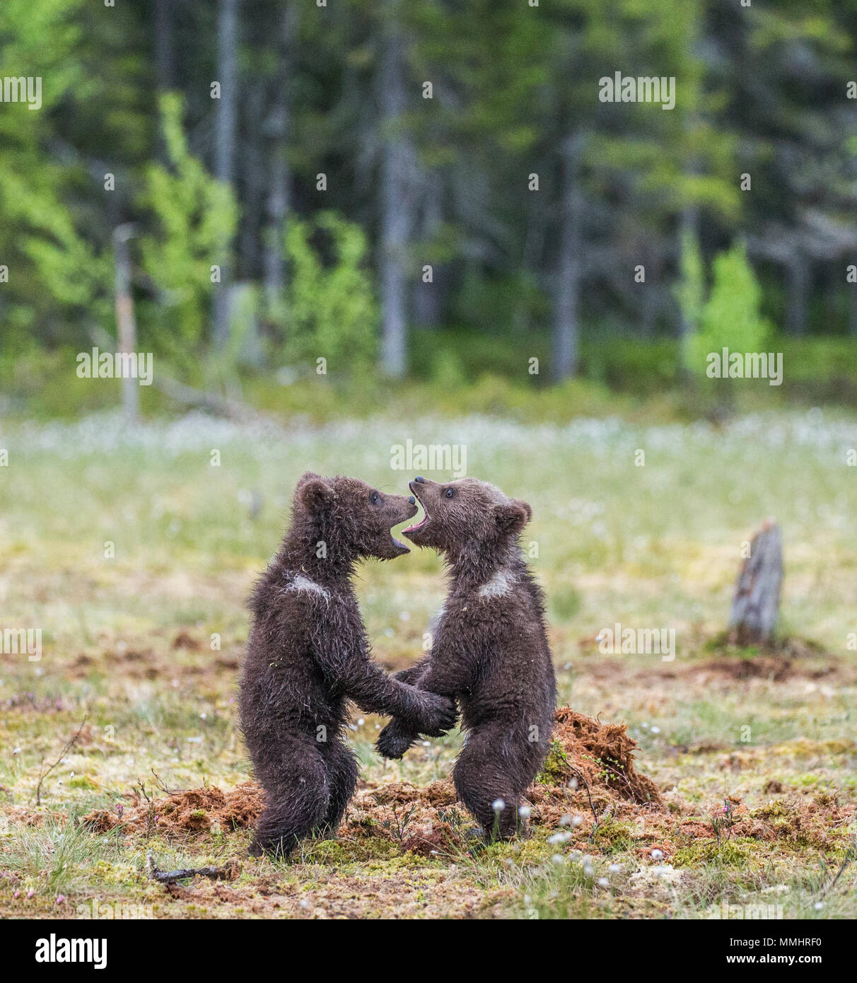Two cubs play with each other. Summer. Finland Stock Photo - Alamy