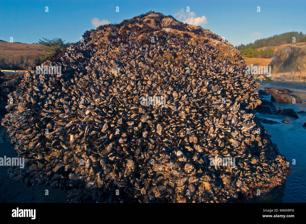 Invertebrate rock pool hi-res stock photography and images - Alamy
