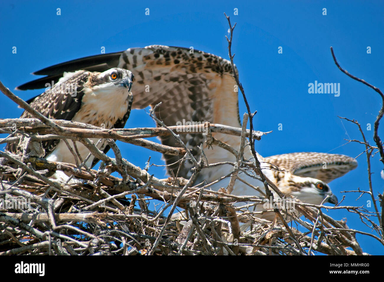 Attentive hawk hi-res stock photography and images - Alamy