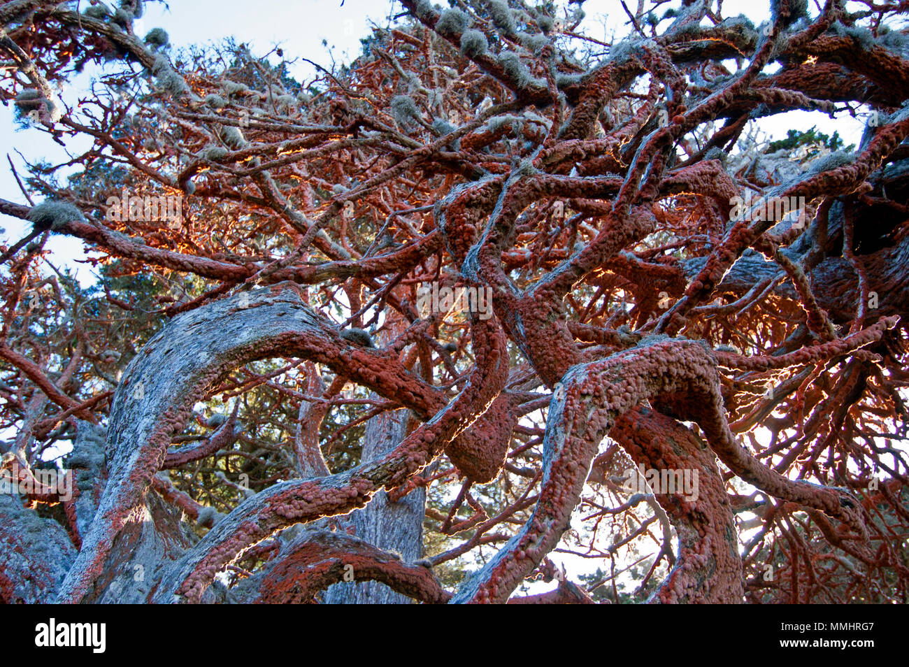 Nature reserve big labyrinth hi-res stock photography and images - Alamy
