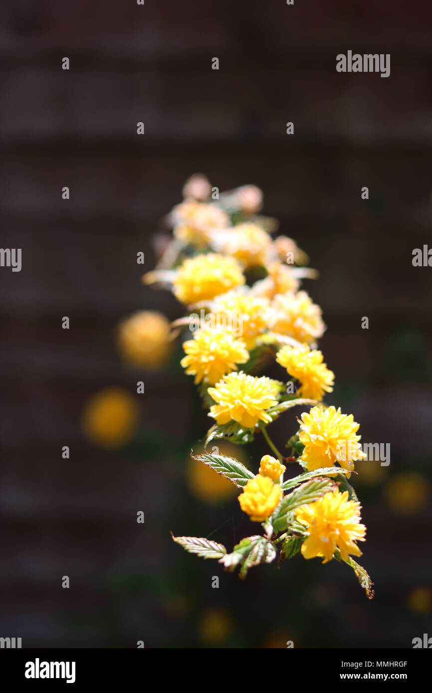 Bachelors buttons hi-res stock photography and images - Alamy