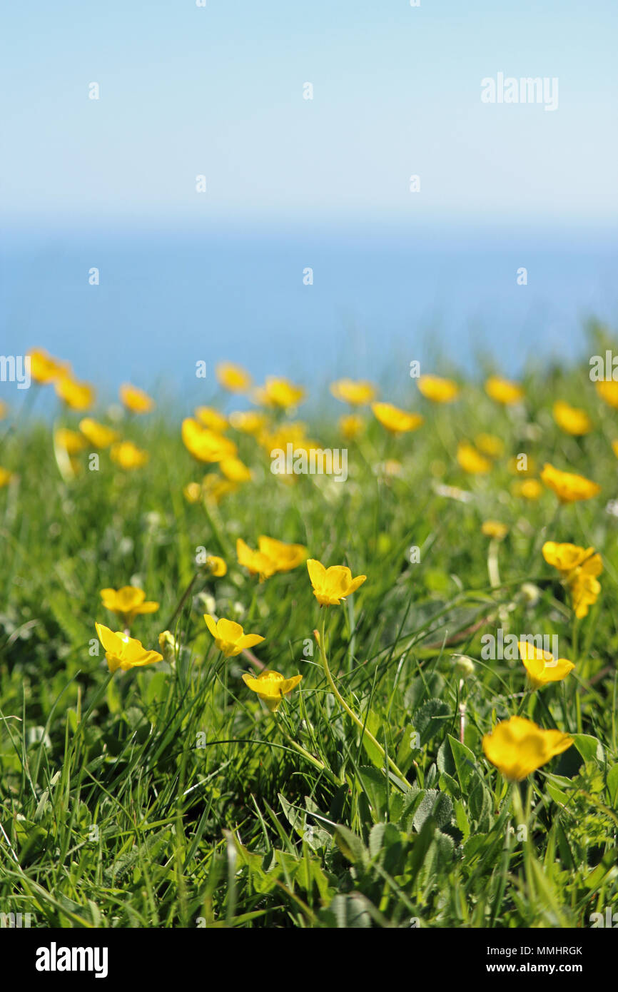 Ground level view of buttercup flowers hi-res stock photography and ...