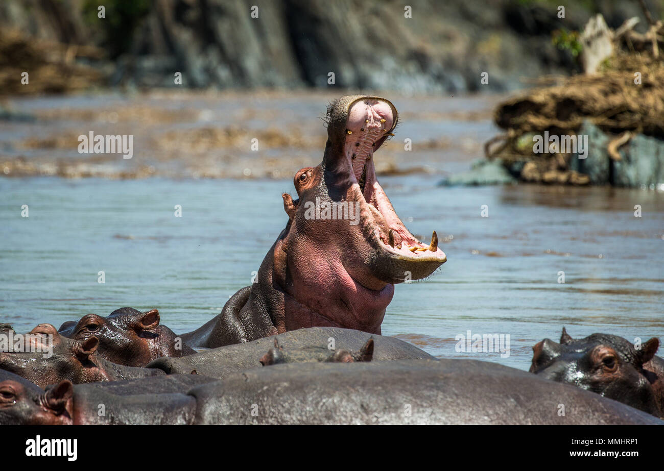 Hippo in water with wide open mouth. East Africa. Tanzania. Serengeti ...