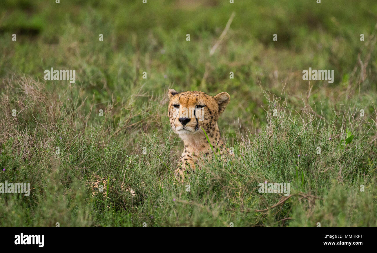 Cheetah lying in savanna. Kenya. Tanzania. Africa. National Park ...