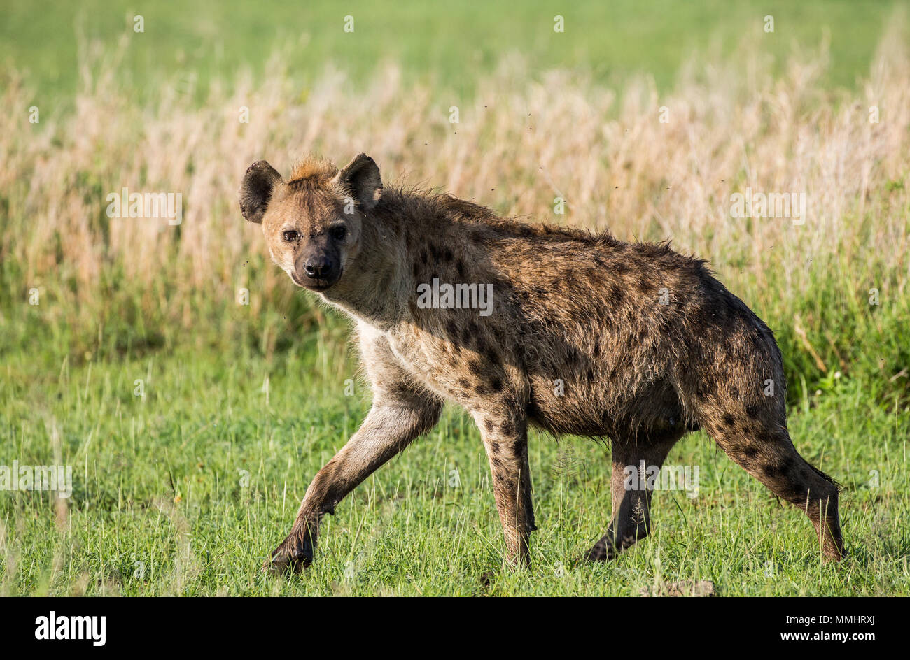Hyena in the savannah. Africa. Tanzania. Serengeti National Park Stock ...