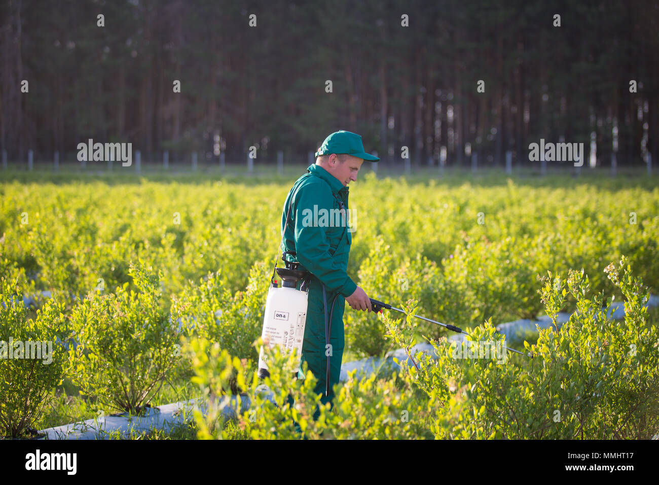 Man spraying pesticide on grass hi-res stock photography and images - Alamy