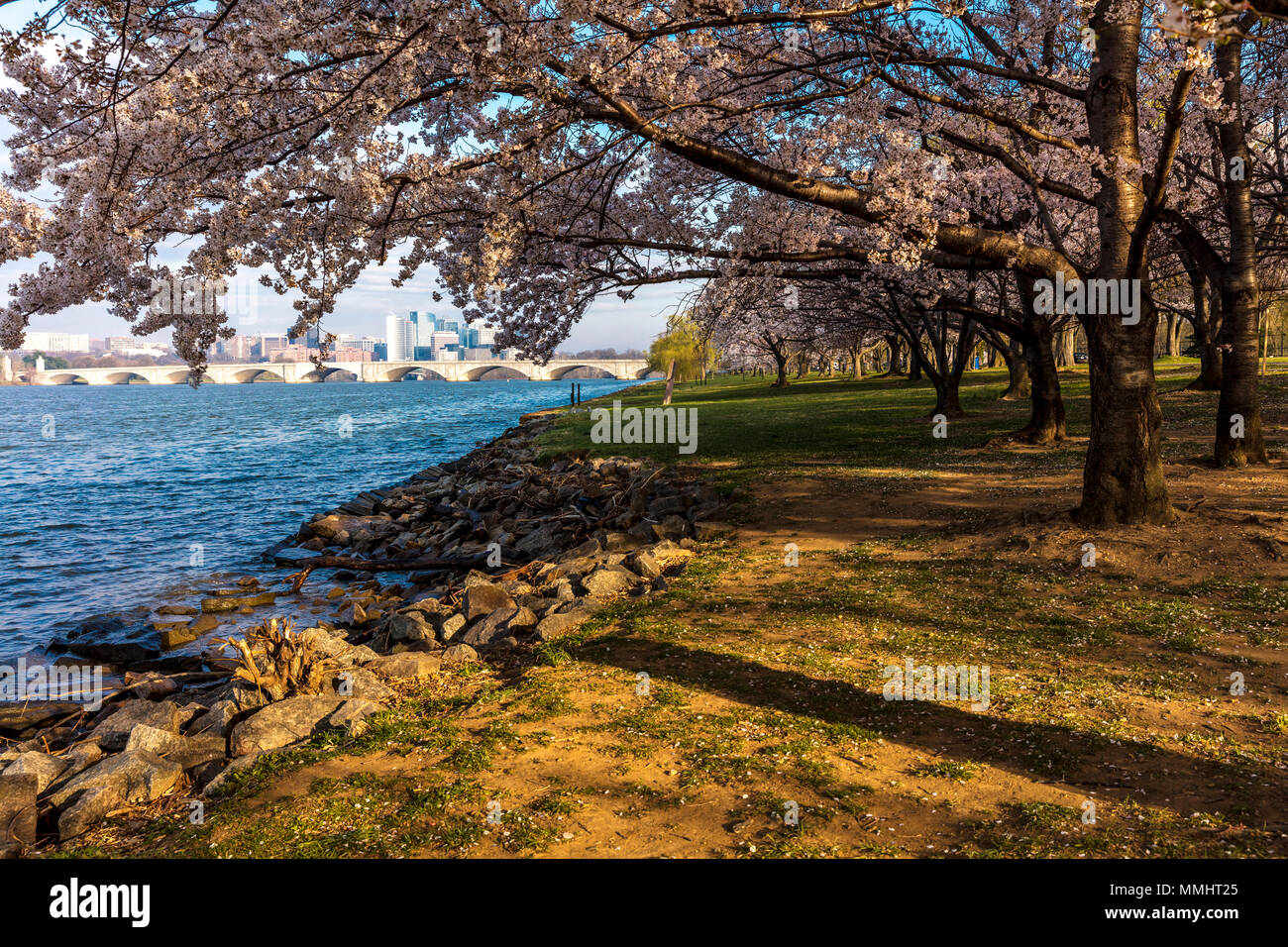 APRIL 10, 2018 - WASHINGTON D.C. - US Cherry Blossoms to Hains Point ...