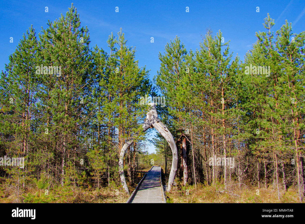 Entrance to the Riisa bog trail in Soomaa National Park, wild wetlands ...