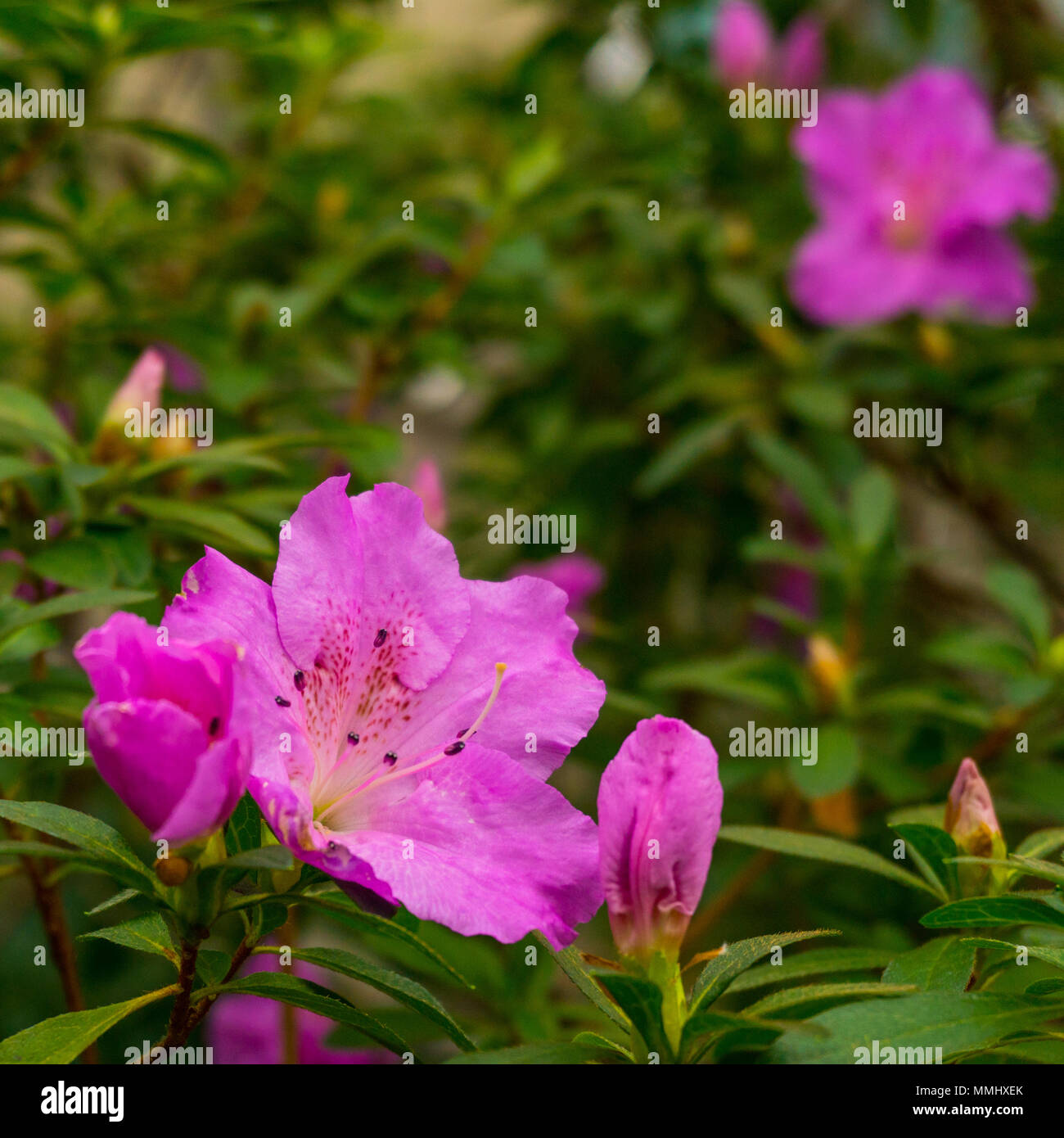 Colorful Wild Pink Flowers on the Branch in the Tropical Rain Forest ...